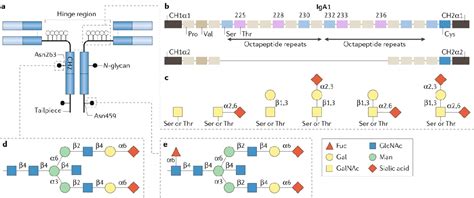 Figure 2 From Pathogenesis Of Iga Nephropathy Current Understanding