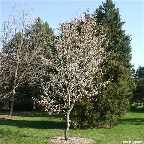 Deciduous Shrubs Flashcards Quizlet