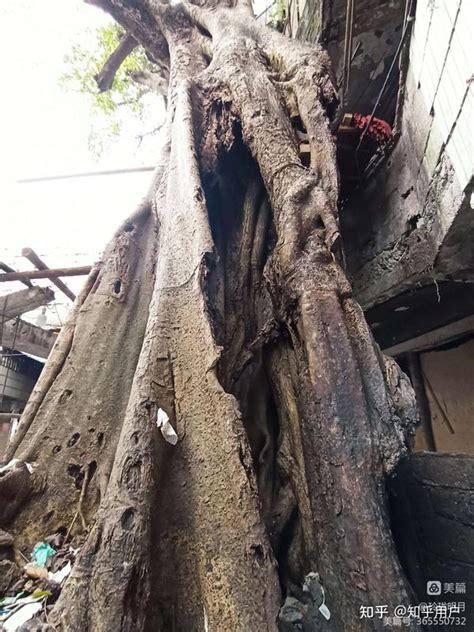 岁月沧桑——黄桷树 知乎