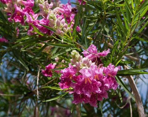 Desert Willow ‘bubba