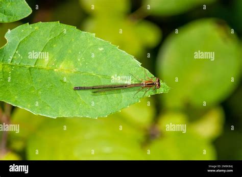 Vadnais Heights Minnesota John H Allison Forest An Immature Female Eastern Forktail