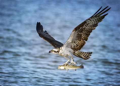 Osprey Facts And Information Trees For Life Sunshine Coast Council