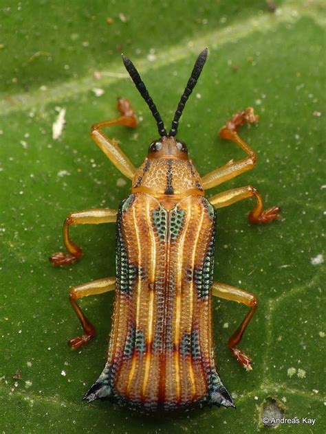 Leaf Mining Beetle Sceloenopla Sp Cassidinae Bugs And Insects