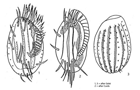 Euplotes Affinis Real Micro Life