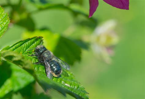 Insecticides Can Reduce Bee Fertility Causing Lasting Harm Across