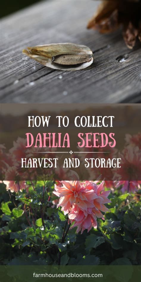 How To Collect Dahlia Seeds Harvest And Storage Artofit