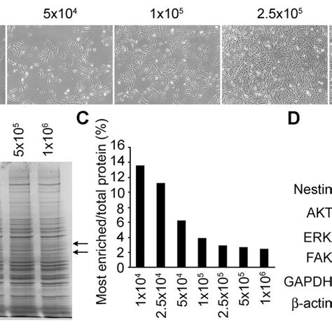 Enrichment Of Multiple Proteins In Extractions With Low Cell Numbers