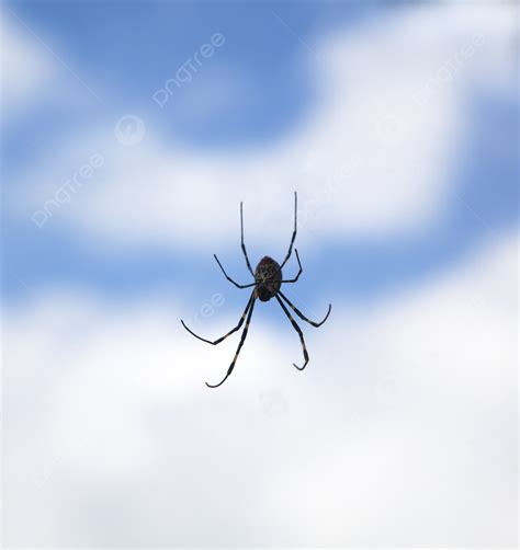 Spider Air Spider Danger Photo Background And Picture For Free Download Pngtree