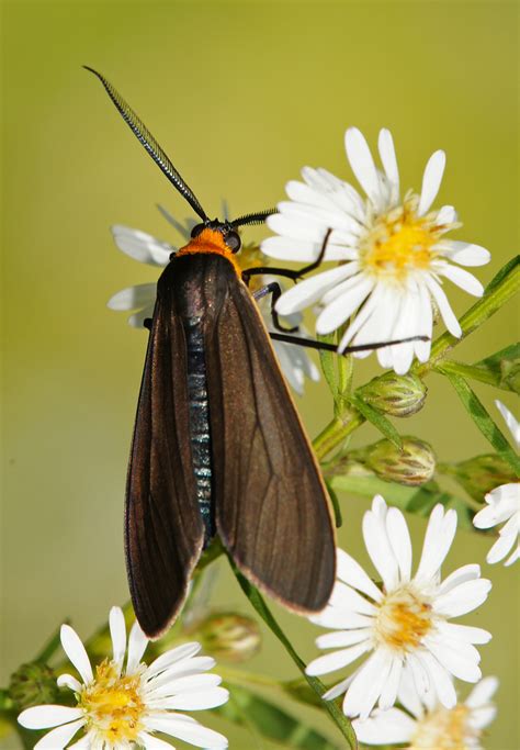 Yellow Collared Scape Moth Identification Life Cycle Facts And Pictures