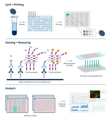 Reverse Phase Protein Array A High Throughput Proteomic Tool