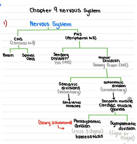 Chapter Flashcards Quizlet