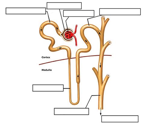 Diagram Of Bio 1161 Midterm Ii Quizlet