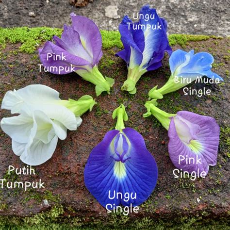 Jual Biji Telang Singletumpuk Isi 20 Biji Warna Biru Ungu Biru Jual Biji Telang Singletumpuk Isi 20 Biji Warna Biru Ungu Biru