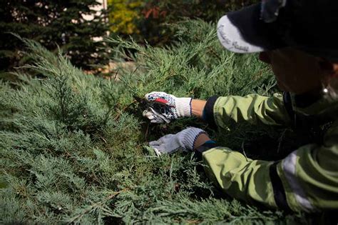 How To Prune A Sprawling Juniper Bush At Nancy Hansen Blog