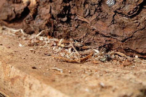 «splint 1080p 2k 4k Full Hd Wallpapers Backgrounds Free Download