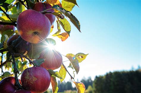 From Orchard To Glass How Climate And Soil Shape The Flavors Of South