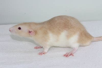 My Rats Bratty Rattery