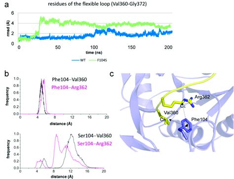 Molecular Dynamics Simulations On The Wt Enzyme And The F104s Mutant