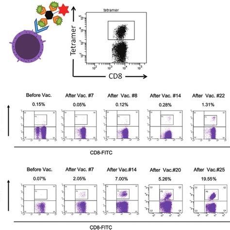 Wt1 Tetramer Assay Conducted During The Course Of Dc Vaccination A