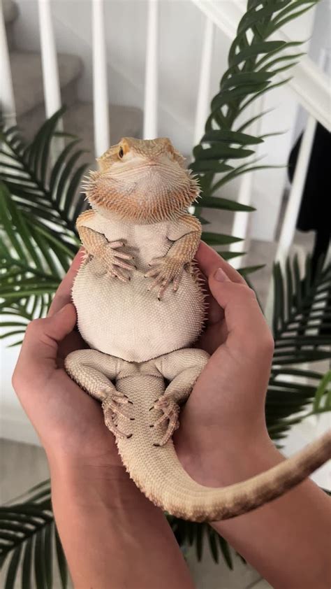Big Bearded Dragon