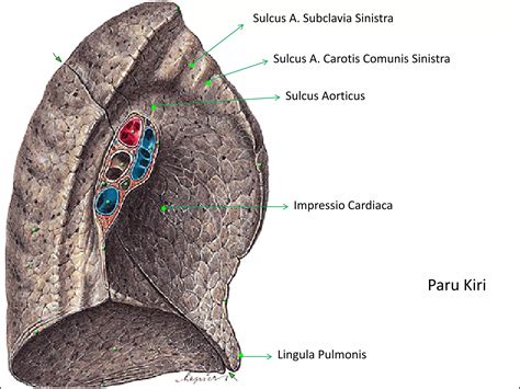 Tentir Praktikum Anatomipdf