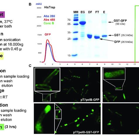 Gfp Expression In E Coli A Purification Workflow Of Gst Fusion Download Scientific