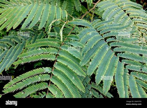 Large Bipinnate Leaves Hi Res Stock Photography And Images Alamy