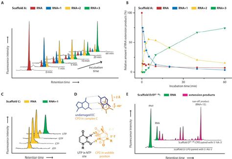 Rna Extension Assays A Electropherograms Of Time Dependent