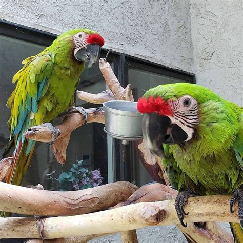 Buffon Macaw For Sale Tame Parrots Shop