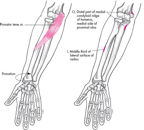 Pronator Teres Muscle