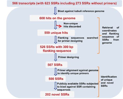 Schematic Workflow Of Identification Of Novel Genic Ssrs The Results Download Scientific