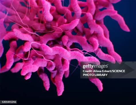 Human Cell Structure Photos And Premium High Res Pictures Getty Images