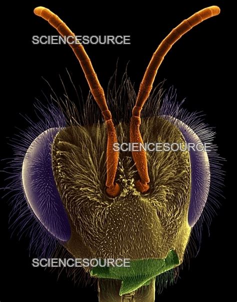 Honey Bee Head Scanning Electron Micr Stock Image Science Source