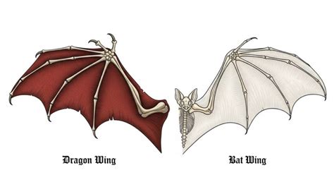 The Ultimate Guide How To Draw A Dragon For Beginners