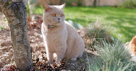 Scottish Cat Close Up In Backyard Garden Gray Furry Cat Outdoor