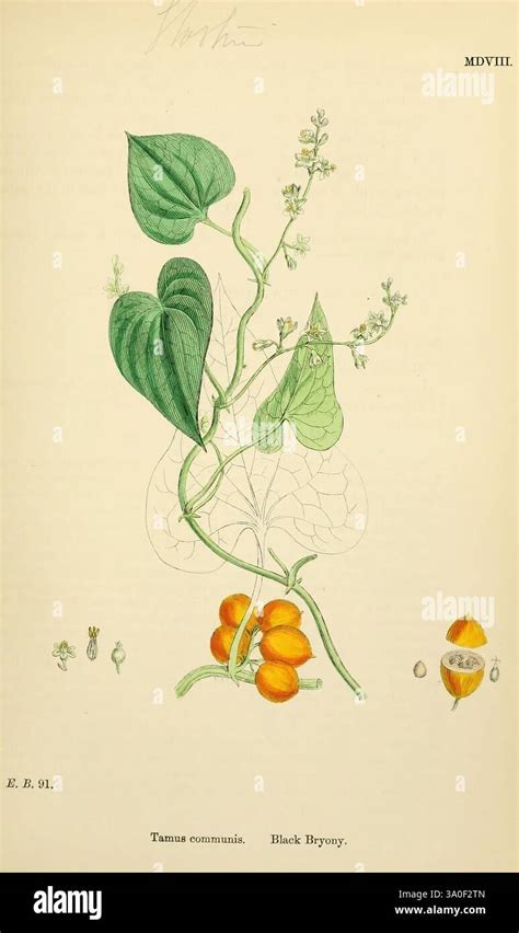 English Botany Coloured Figures British Plants London R