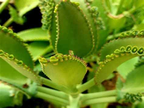 Tanaman Cocor Bebek Klasifikasi Jenis Ciri Ciri Dan Manfaat Alat Pertanian Alat