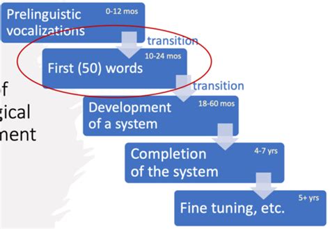 Chapter 3 Phonological Development Flashcards Quizlet