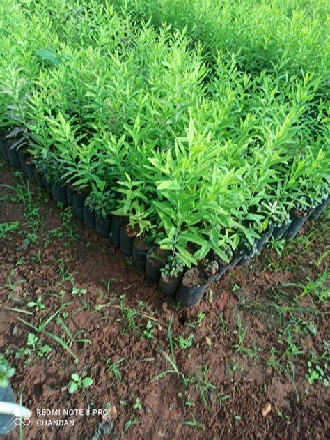 White Sandalwood Plant 15 Feet Host Required Poly Bag Packaging At ₹ 90piece In Prayagraj