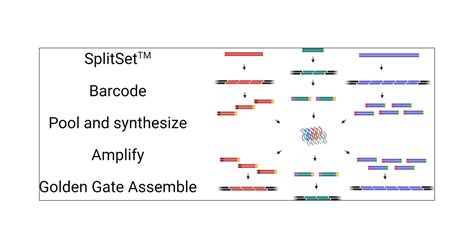 Highly Parallelized Construction Of Dna From Low Cost Oligonucleotide Mixtures Using Data