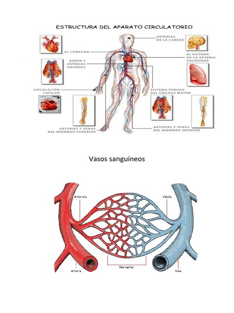 Vasos Sanguíneos Pdf