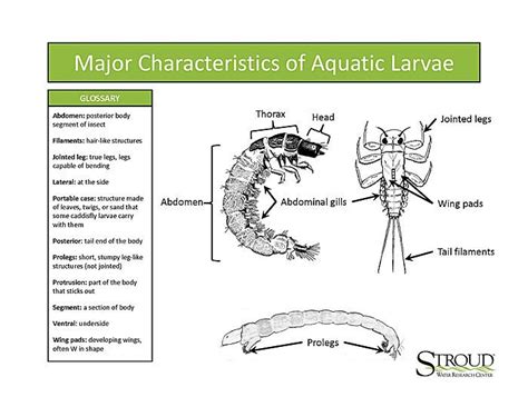 Macroinvertebrate Identification Key From The Stroud Water Research