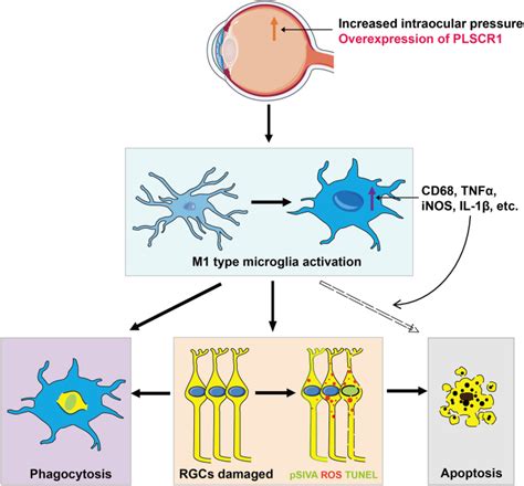 Plscr1 Promotes Apoptosis And Clearance Of Retinal Ganglion Cells In