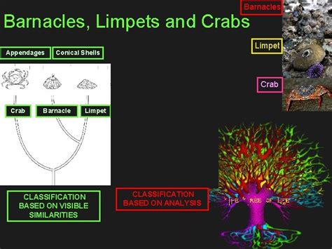 Classification Finding Order In Diversity How Living Things