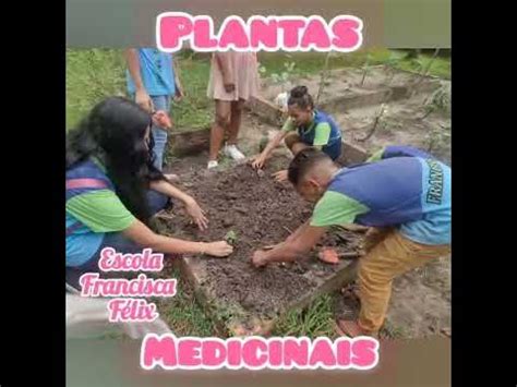 Projeto Com Plantas Medicinais Na Escola Francisca Félix De Souza Em