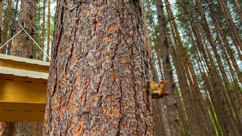 Curious Red Squirrel Peeking From Behind Tree Trunk In Forest Stock Image Image Of