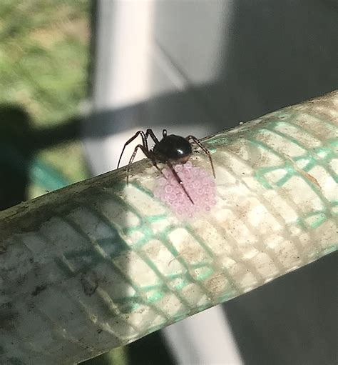Steatoda Grossa False Black Widow Spider Usa Spiders