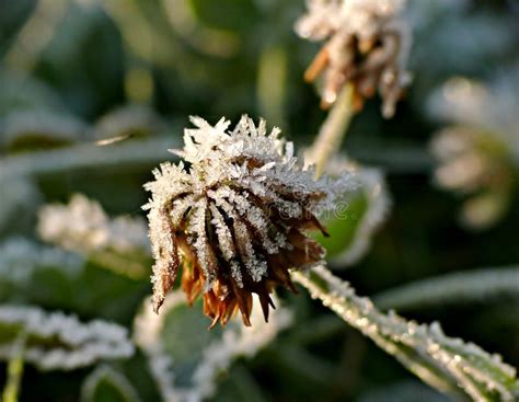 Hoarfrost On Clover Stock Image Image Of Chill Clover 11662297