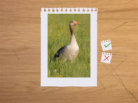 Paukščių Pavadinimai Flash Cards