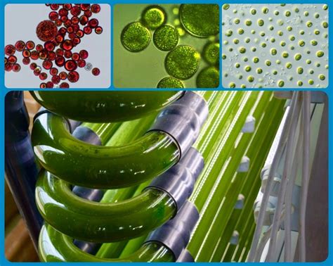 Dr Ambika H D On Linkedin Biotechnology Environmental Food
